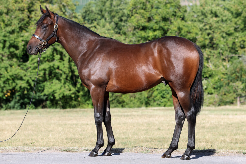 024 - N.N. (IRE) | BBAG Sales